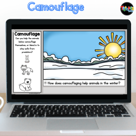 Animals in Winter- Hibernation, Migration, Camouflage, Adaptation ...